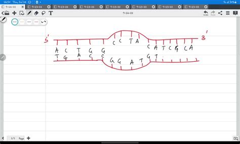 Solved Below Illustration Of Tiny Portion Of Double Stranded Dna Pick Sugar Molecule And Label