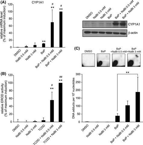 Nabt Increases Cyp1a1 Expression Erod Activity And Formation Of Download Scientific Diagram
