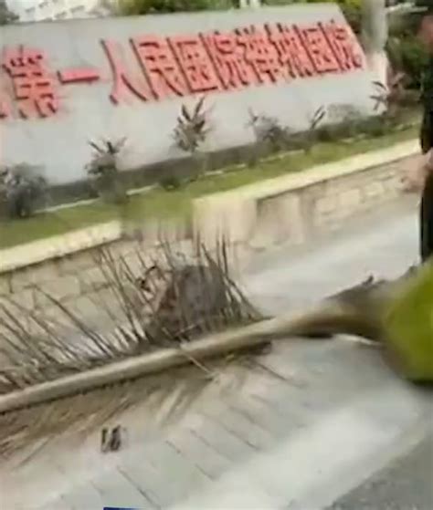 奇闻男子被一片树叶砸晕在地 曾经砸死人 新闻频道 和讯网