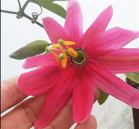 Suncrest 1Gal Passiflora Susan Brigham Store The Plant Foundry