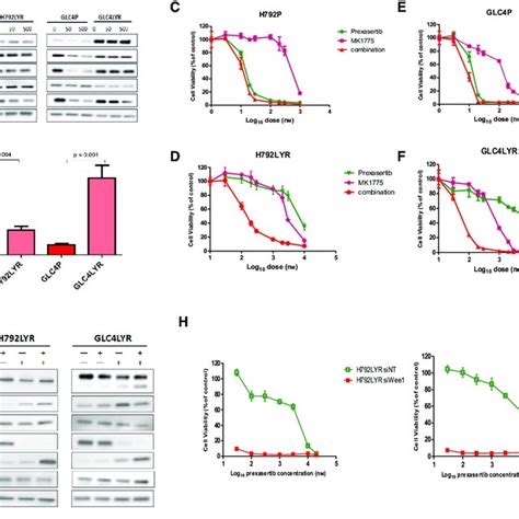 Induction Of Atr Chk1 Pathway Activation And Downstream Signalling A