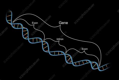 Exon Intron Structure Of Genes And Dna Illustration Stock Image C0469216 Science Photo