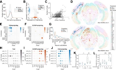 Multiplexed Retrograde Labeling Recapitulates Known Cortical Download Scientific Diagram