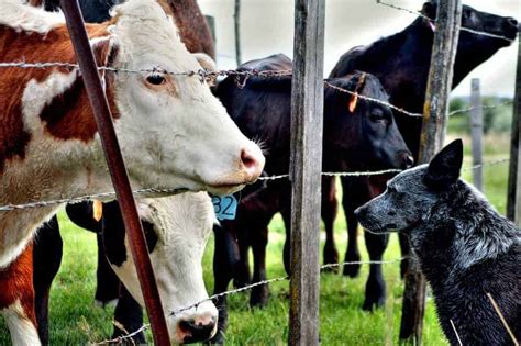 Neosporose beim Hund gefährliche Infektkrankheit