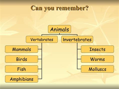 Invertebrates Class Ppt Ppt