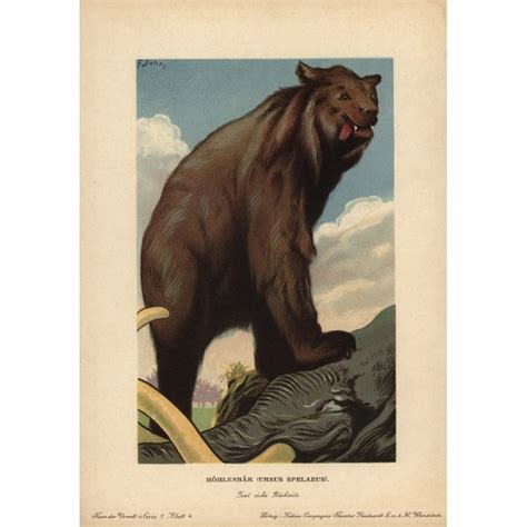 Cave Bear Ursus Spelaeus Extinct Speciesa Poster Print By