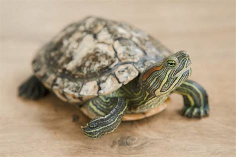 Can You Paint A Turtle Shell All You Need To Know All About Pets