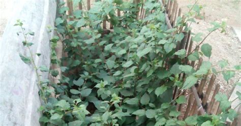 Daun Banci Obat Susah Buang Air Besar Indonesia Hari Ini