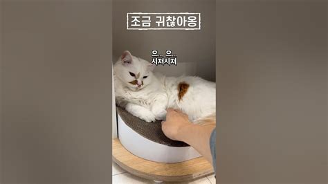 조금 귀찮은 고양이 고양이 Cat Healing 낙엽이 Youtube