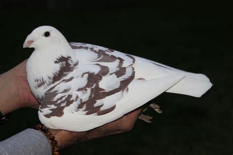 Premium Photo Close Up Of Hand Holding Bird Against Black Background