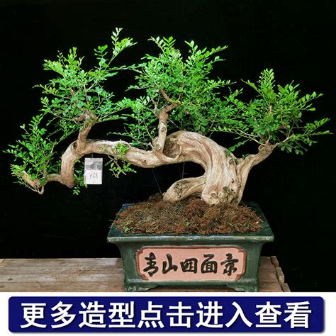 盆栽画花草 盆栽画简单 盆栽画绘画 第12页 大山谷图库