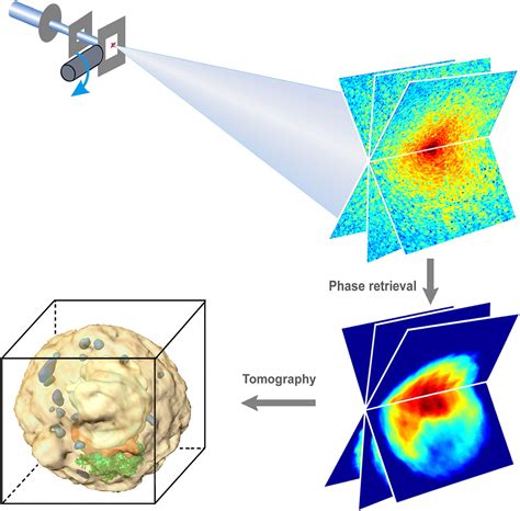 Diffraction Phase Microscopy For Quantifying Cell Str