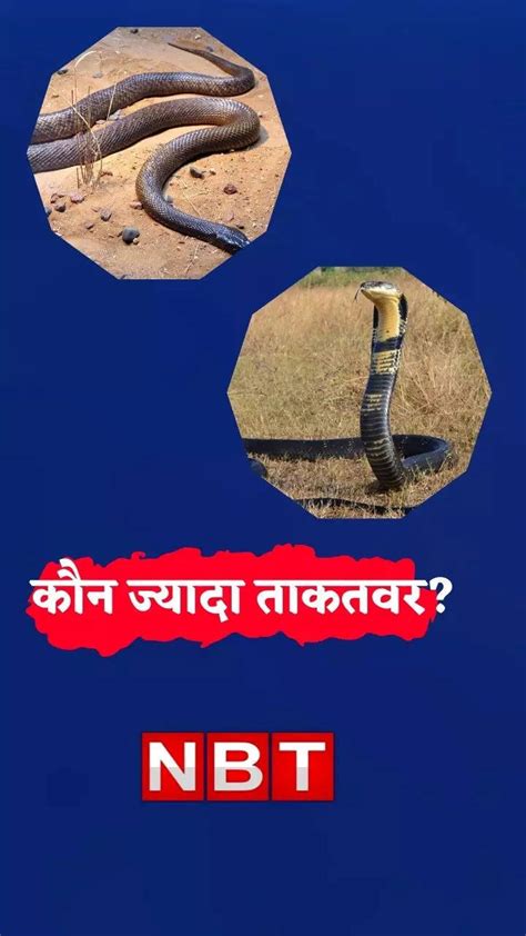 किंग कोबरा और इनलैंड टाइपैन में कौन ज्यादा ताकतवर किसकी होगी जीत