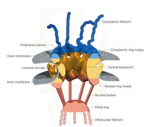 Three Dimensional Structure Of The Nuclear Pore Complex Download