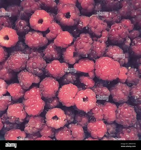 Raspberry Background Large Red Fresh First Class Berries Of Garden