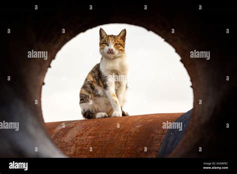 Stray Cat Sunbathing On Huge Rusty Water Pipes That Are Idle Agent