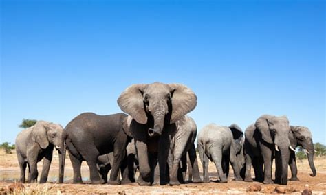 乾旱威脅、人象衝突增加 納米比亞宣布拍賣170隻大象 動物友善網