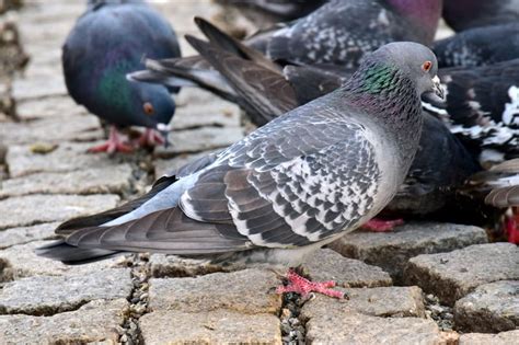Bird Blocking Perfect Pest Control