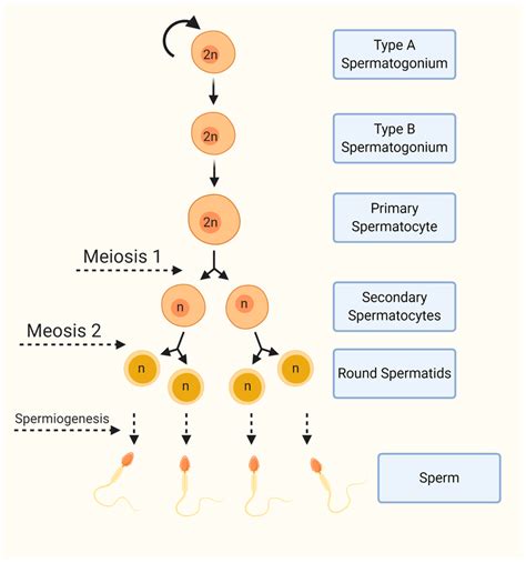 Diagram To Illustrate Spermatogenesis In The Human Download