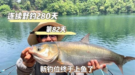 連續野釣280天 攝影師跑路5天了 終於上魚了 攝影師還回來嗎？ Youtube