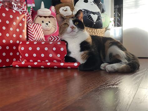 A Really Good Picture Of My Cat Tinker