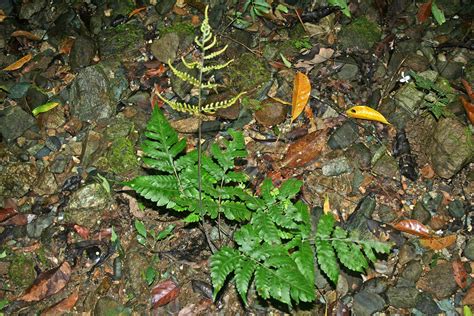 Tectaria Nayarii Tectariaceae