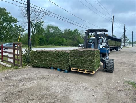 Sod Near Me Buy Fresh St Augustine Sod Daily Spring The Woodlands