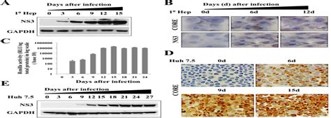 Interferon‐alpha‐induced Hepatitis C Virus Clearance Restore