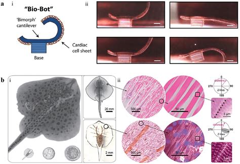 representative examples of biohybrid robots a i schematic of a