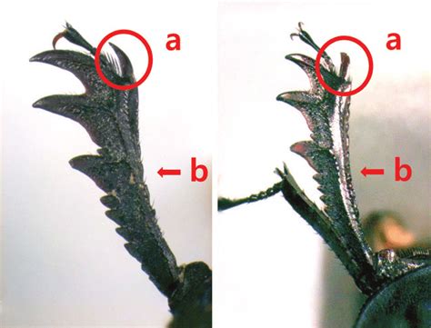 Gymnopleurus Mopsus Female A And Male B Protibiae A Protibial