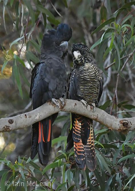 Red Tailed Black Cockatoo