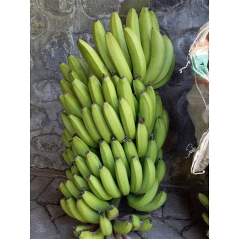 Pohon Pisang Ambon Kuning 51 Koleksi Gambar