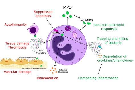 40 Facts About Mpo Deficiency