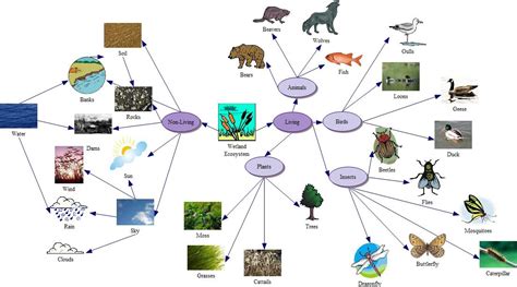 Ecosystem Concept Map Example 3 Mind Map Edrawmind