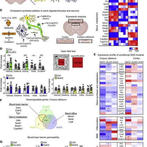 Loss Of Cholesterol Synthesis In Oligodendrocytes Astrocytes And