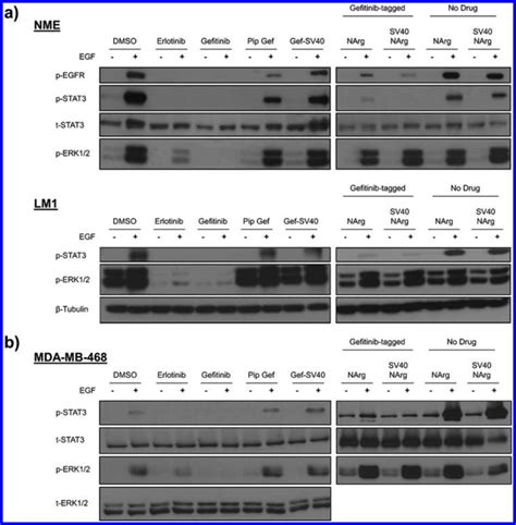 Selective Inhibition Of Stat3 Phosphorylation Using A Nuclear Targeted
