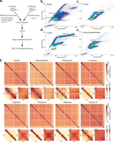 Mapping 3d Genome Architecture Through Mouse Spermatogenesis By Hi C A Download Scientific