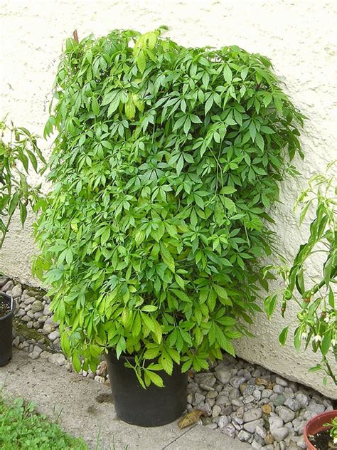 Ženšen Pätlistý Jiaogulan Alebo Tiež Gynostemma Pentaphyllum