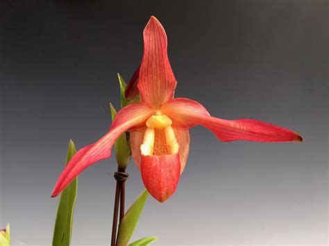 Phrag Glowing Embers Jason Fischer Velvet Fire X Lonolium V