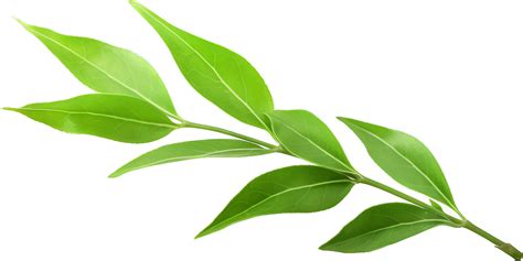 Tea Leaf Png With Ai Generated 33303085 Png