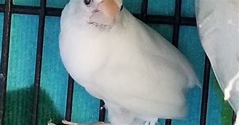 Little Angels Aviary