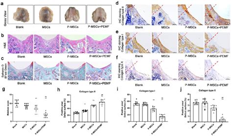 Pemf Treatment Promoted Cartilage Defect Healing In Rat Osteochondral Download Scientific