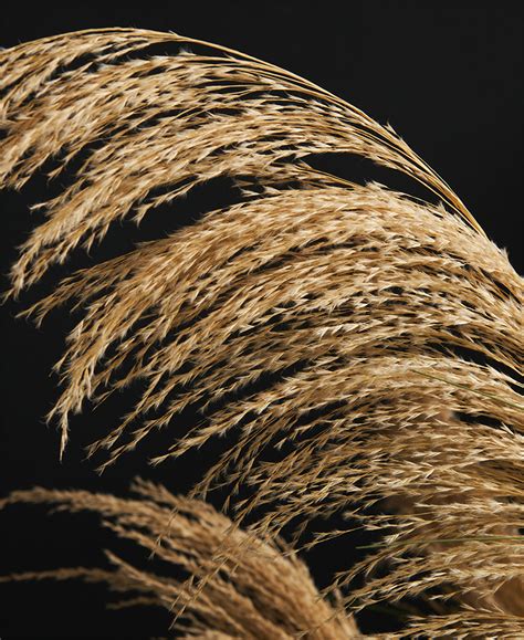 Faux Pampas Grass Plant Dowsing And Reynolds
