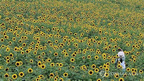 이월드에서 만나는 백만송이 해바라기