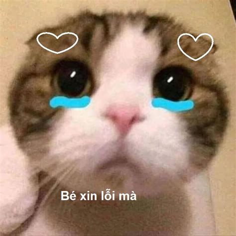 Full List 28 Meme Xin Lỗi Cute Hài Hước Tan Chảy Trái Tim