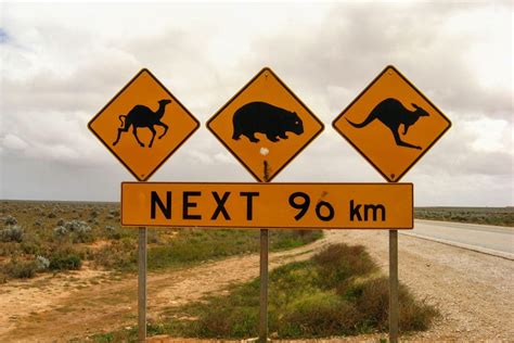 Aussie Fun Fact Friday Boomerang Bites