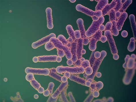 Microbe Of The Year 2023 Bacillus Subtilis For Health And Technology