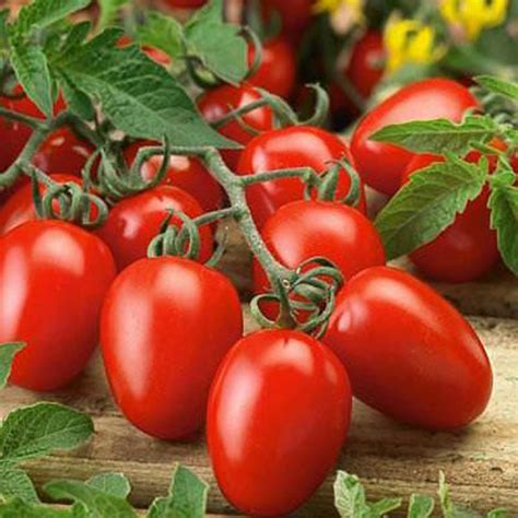 What Are The Best Tomato Varieties To Grow For Making Sauces Dengarden