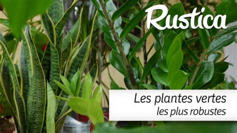 Les Plantes Vertes Les Plus Faciles YouTube