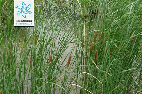 Typha Orientalis 香蒲